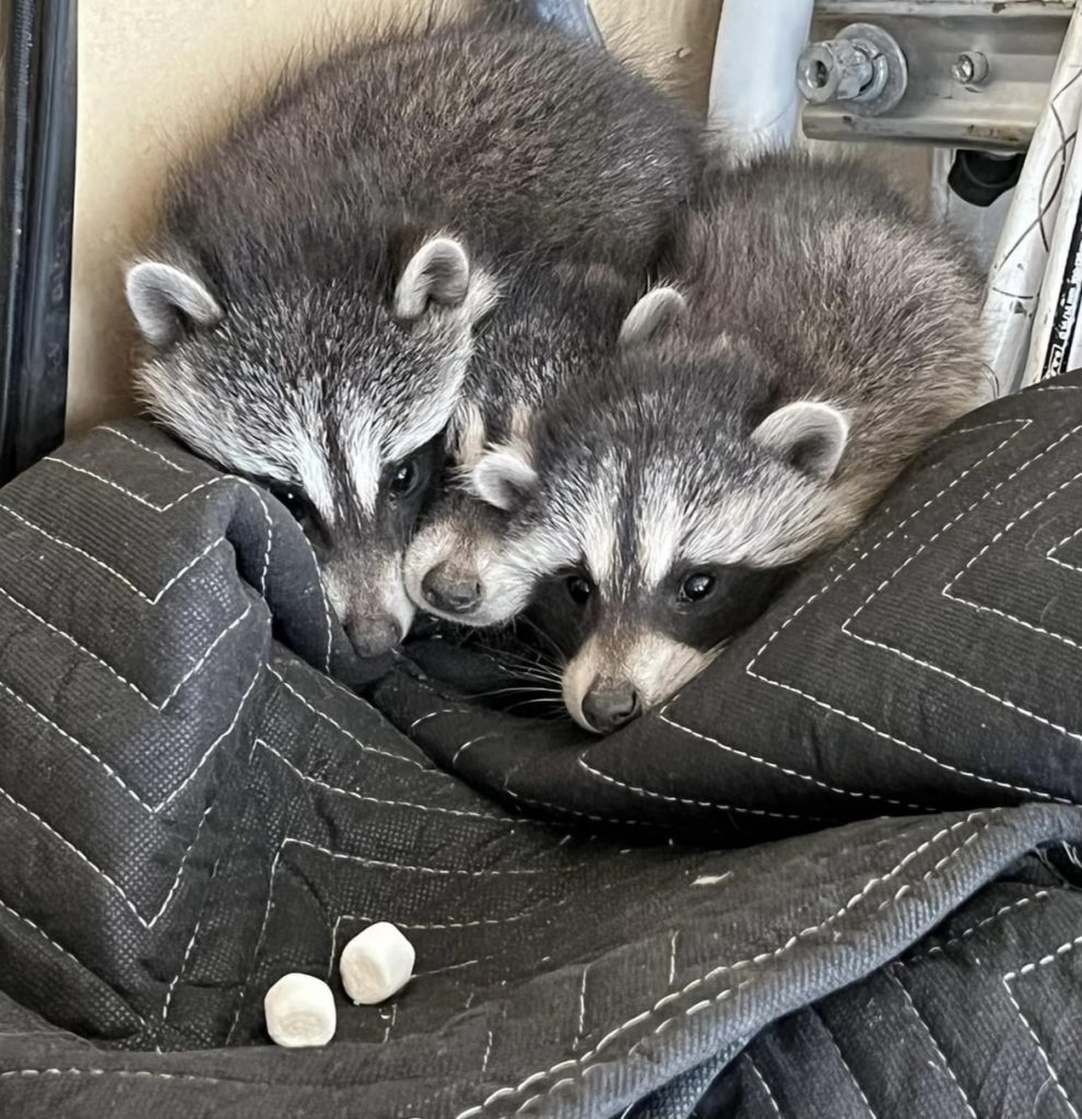 Swarming ants, flying bats, and raccoons: Wet spring means an abundance of tiny critters in the ...